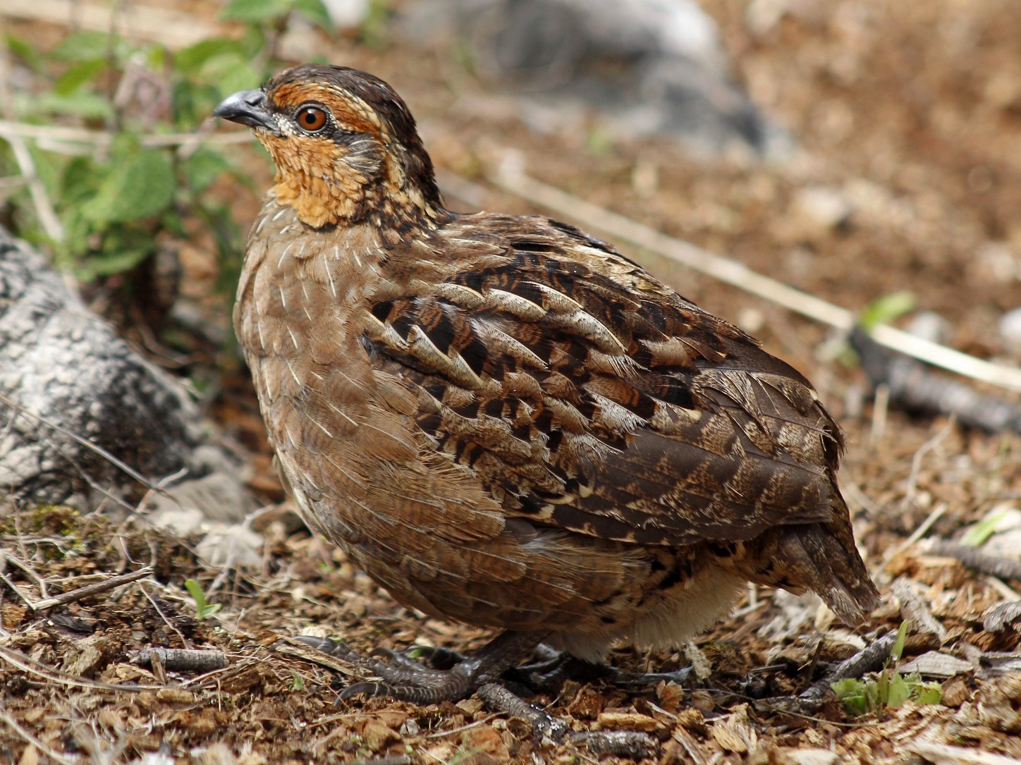 Singing Quail - eBird