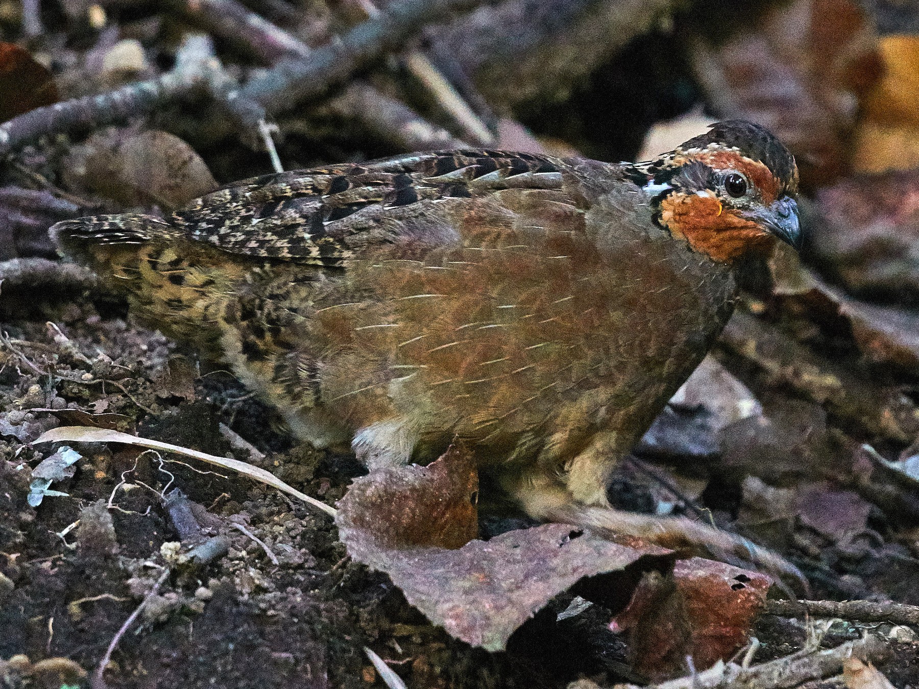 Singing Quail - eBird