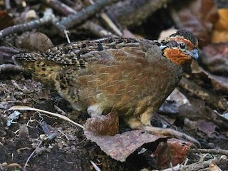 Singing Quail - eBird
