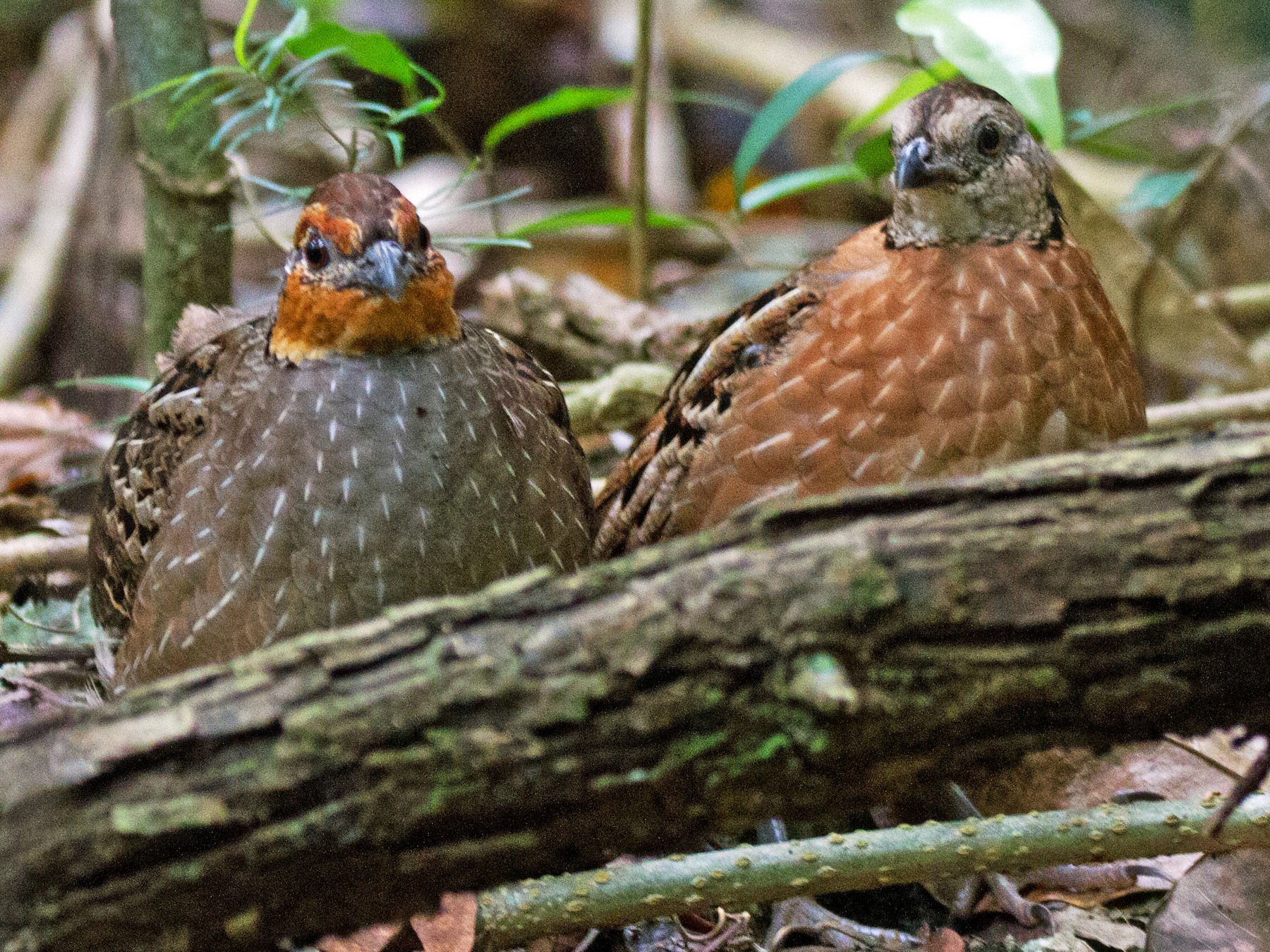Singing Quail - eBird
