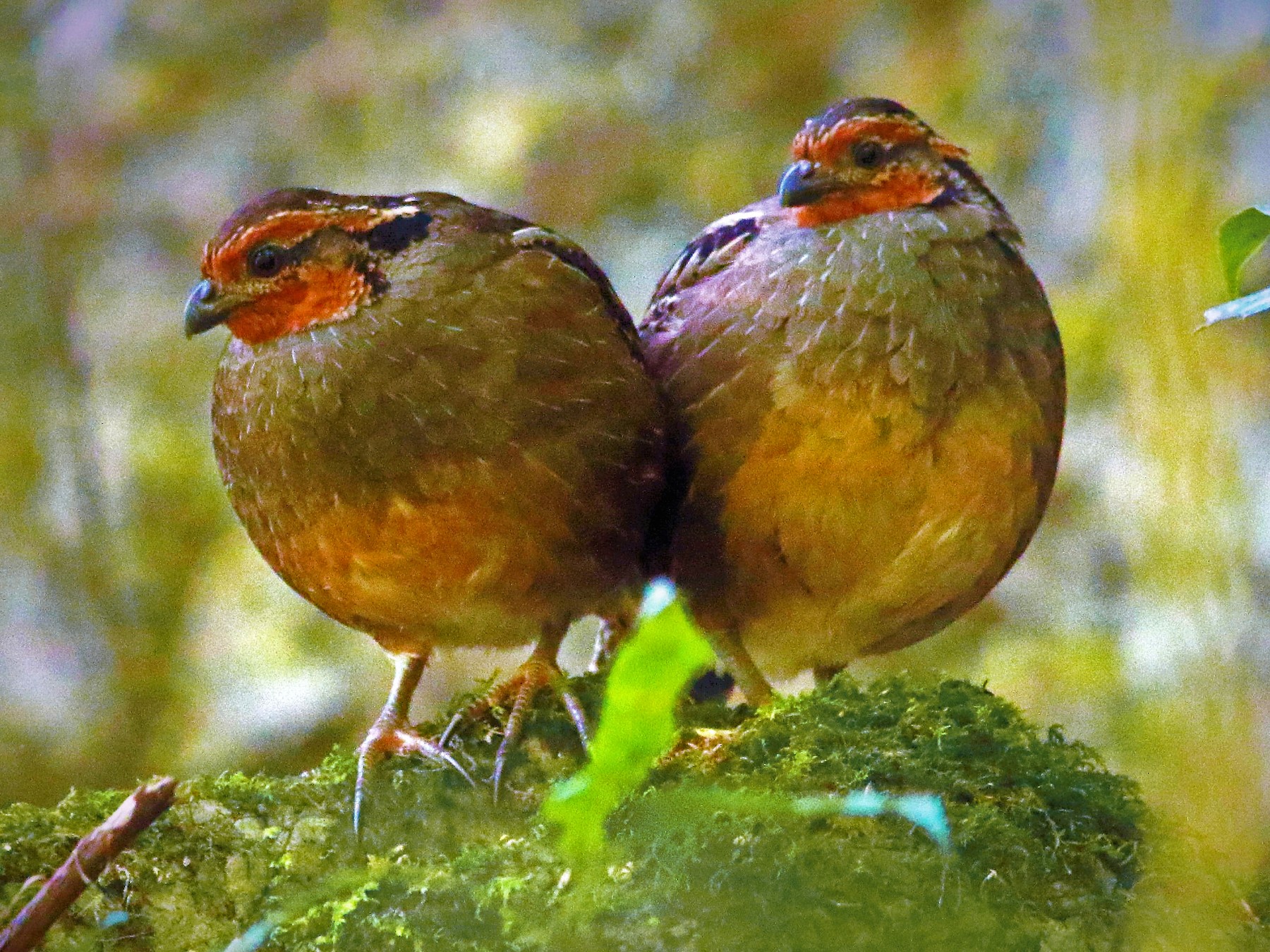 Singing Quail - eBird