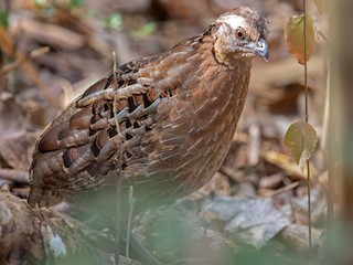 Singing Quail - eBird