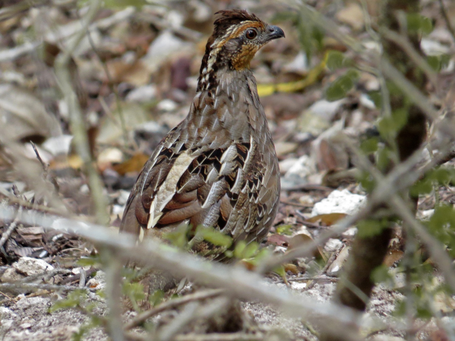 Singing Quail - eBird