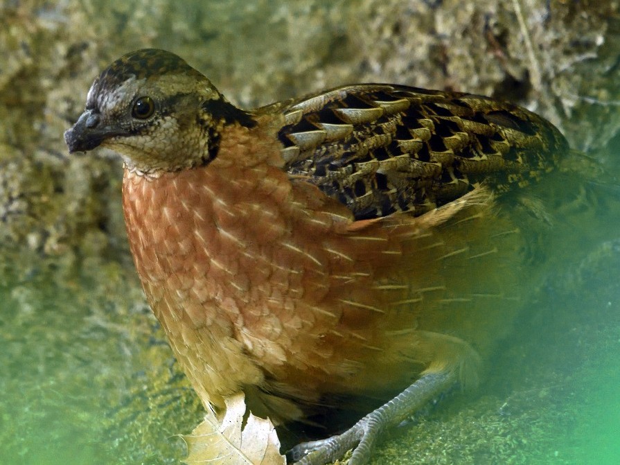 Singing Quail - eBird