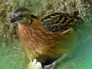 Singing Quail - eBird