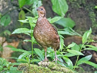 Singing Quail - eBird