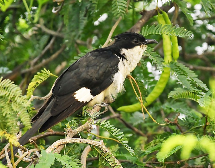 eBird Checklist - 8 Aug 2021 - Suketri - 28 species