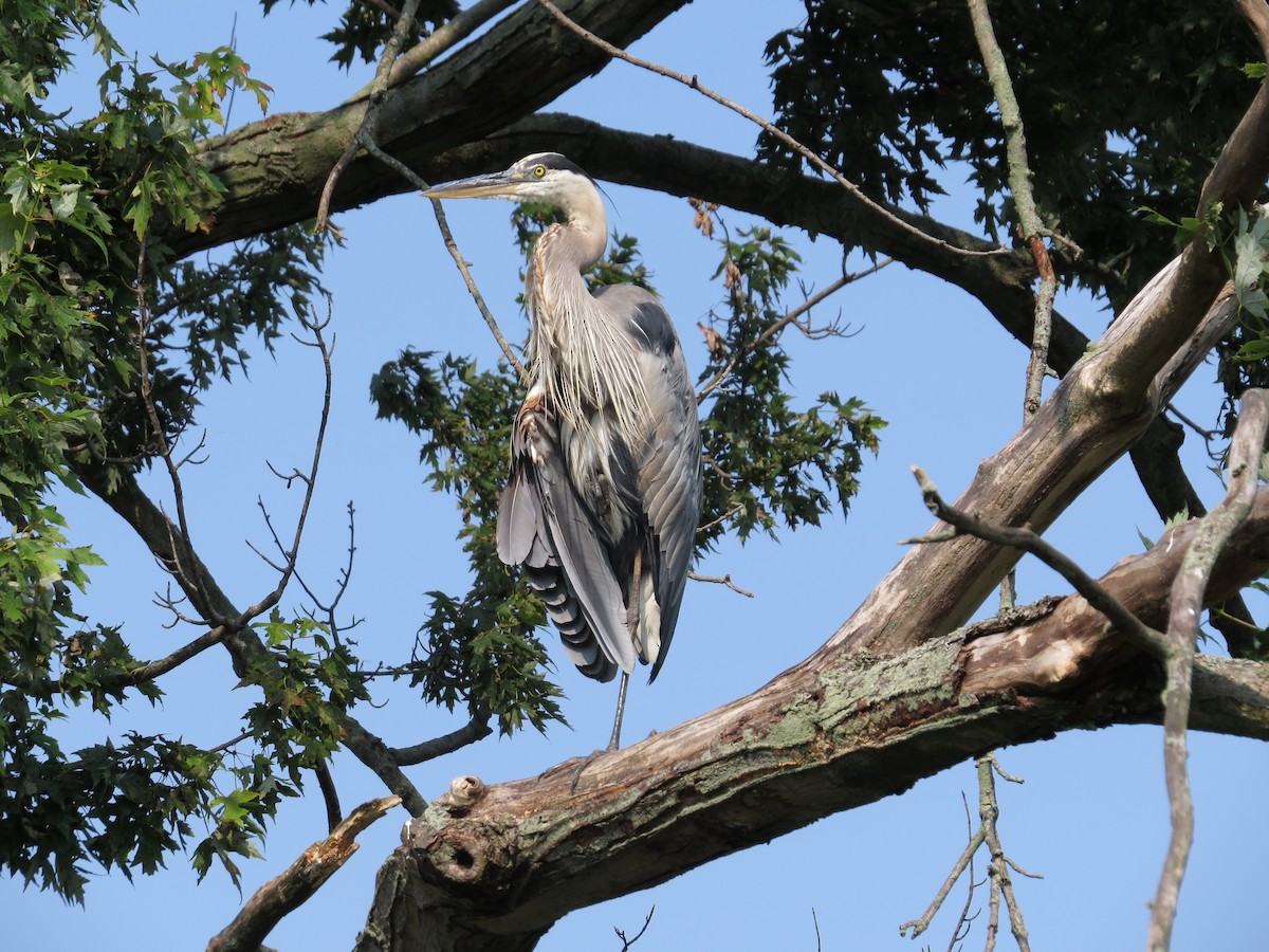 eBird Checklist - 8 Aug 2021 - Chippewa Inlet Trail--South - 40 species