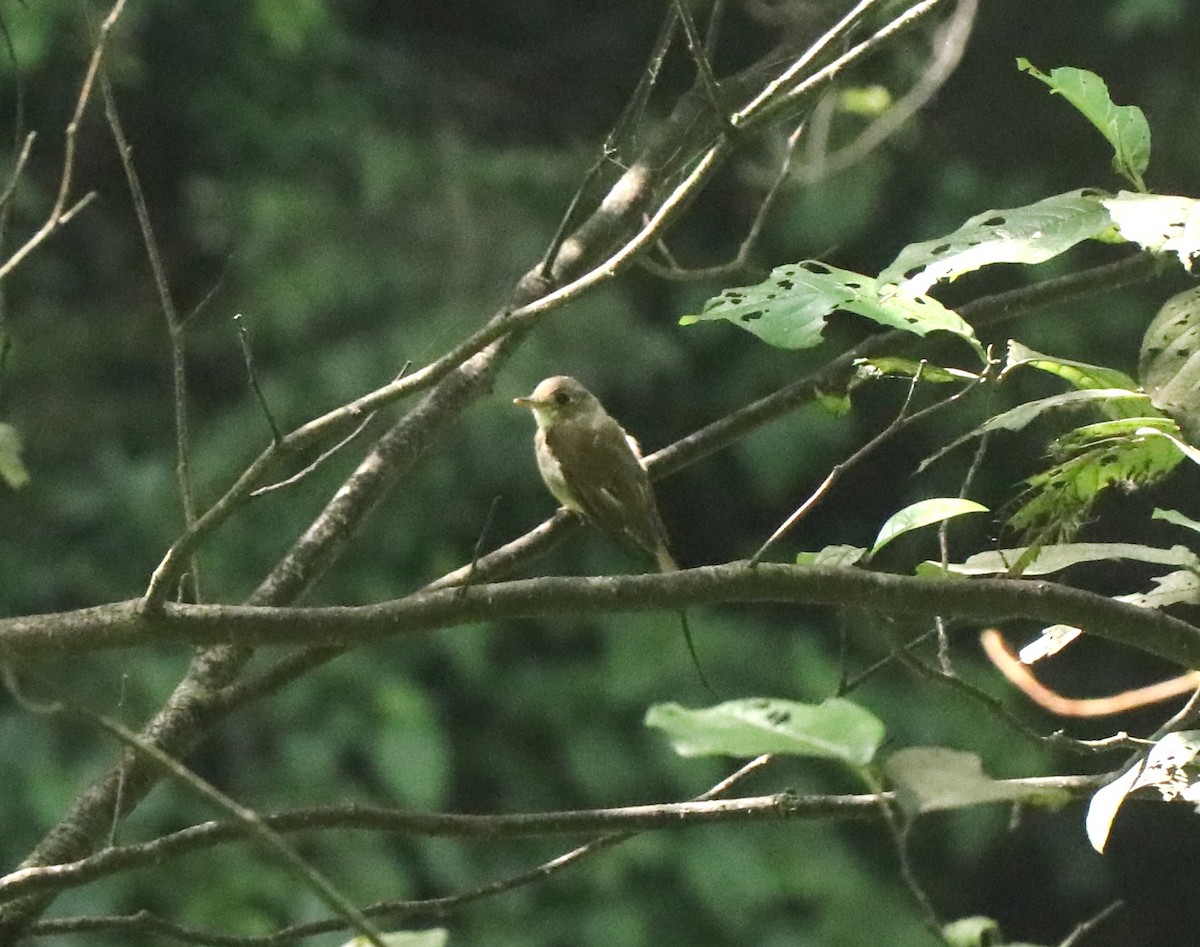 eBird Checklist - 29 Jul 2021 - Rajkulo- Chhampi - Nakhu Khola - 43 species