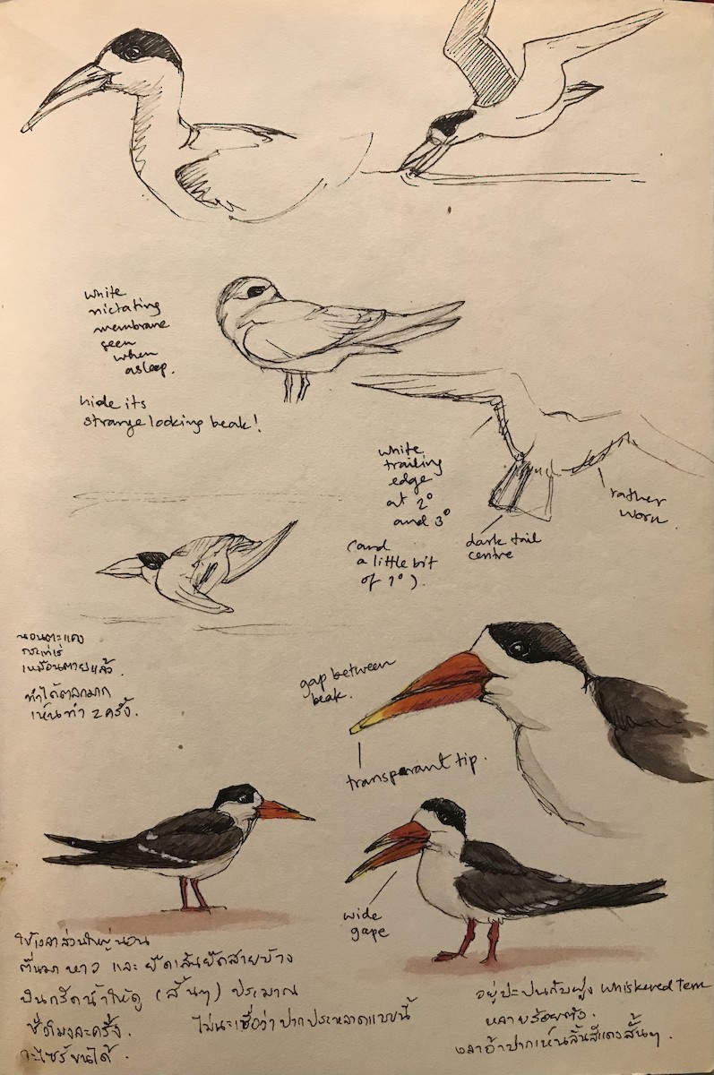 eBird Checklist - 18 Apr 2004 - Laem Phak Bia--Environmental Research ...