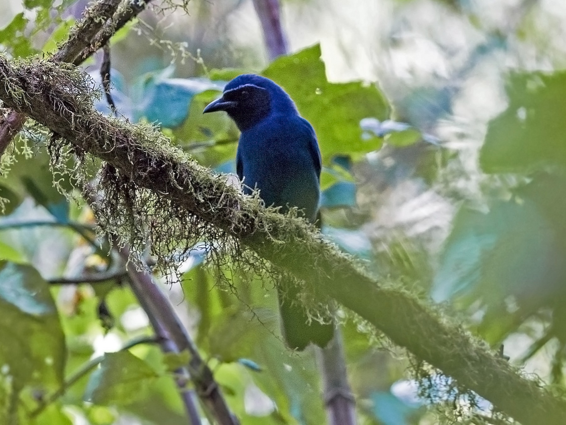 Black-throated Jay - eBird