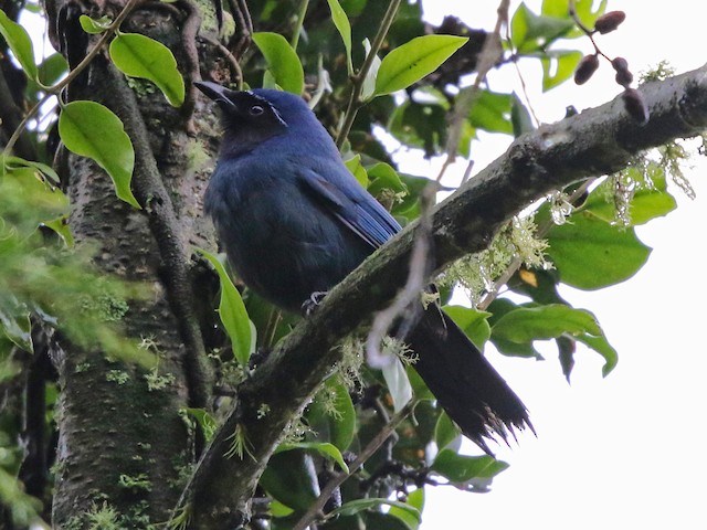 Photos - Black-throated Jay - Cyanolyca pumilo - Birds of the World
