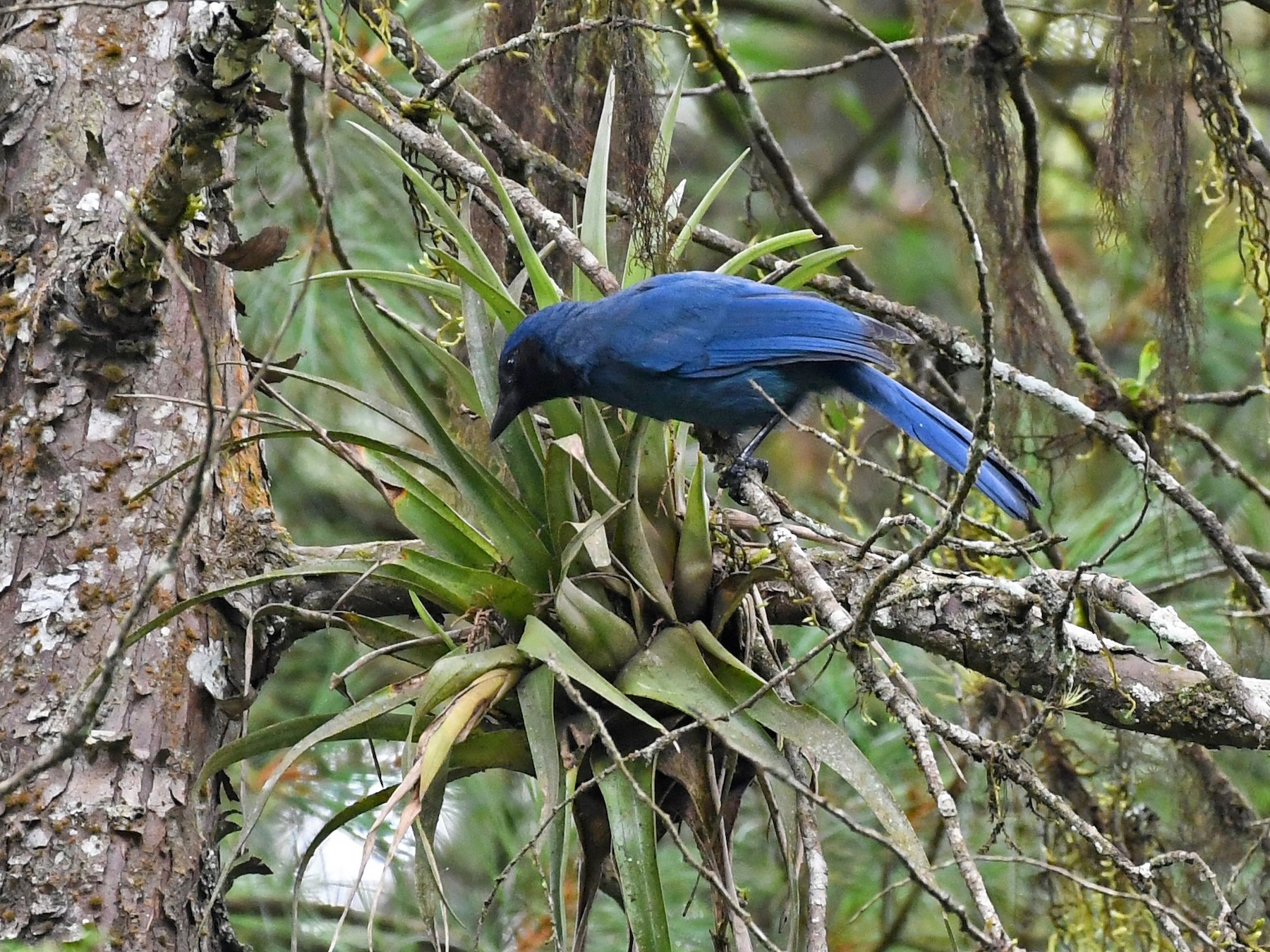 Black-throated Jay - eBird