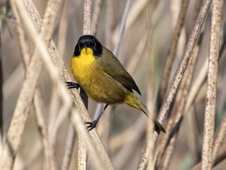 Mascarita Transvolcánica - eBird