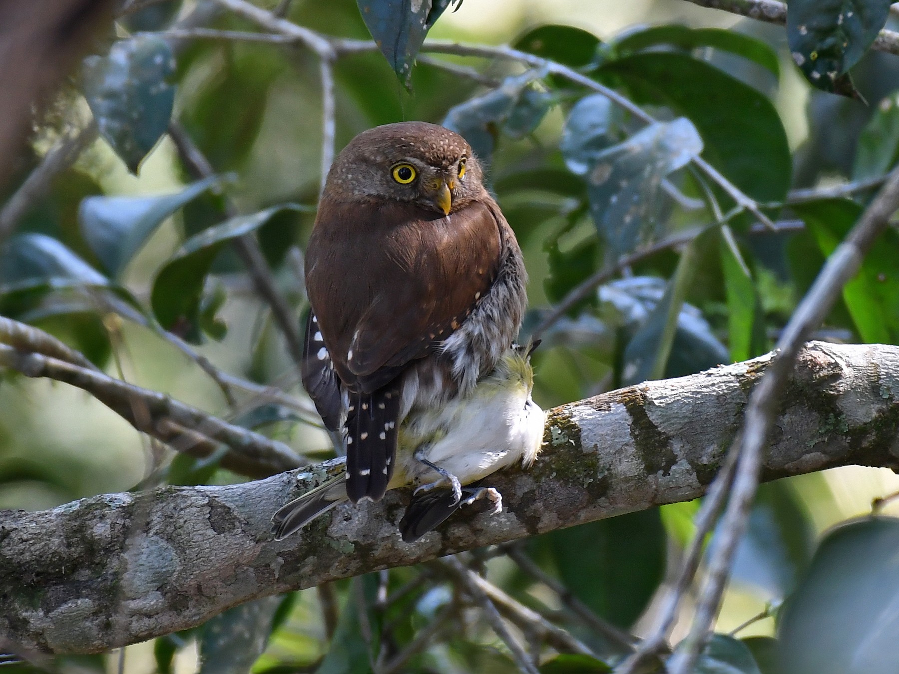 Tecolote Tamaulipeco - eBird