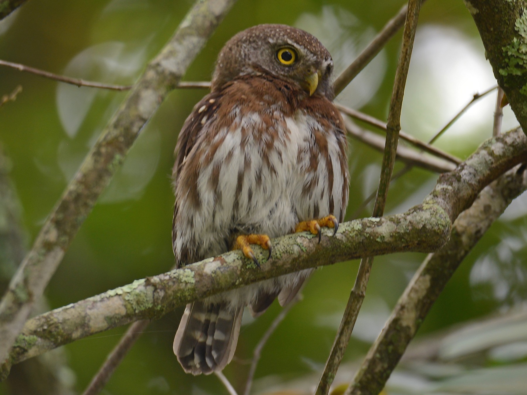 Tamaulipas Pygmy-Owl - eBird