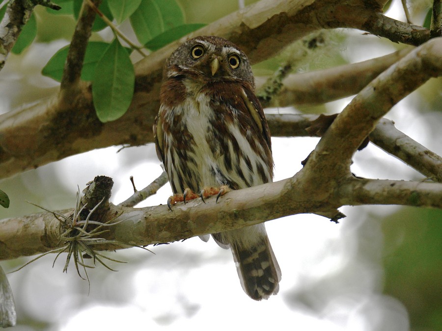 Tamaulipas Pygmy-Owl - eBird