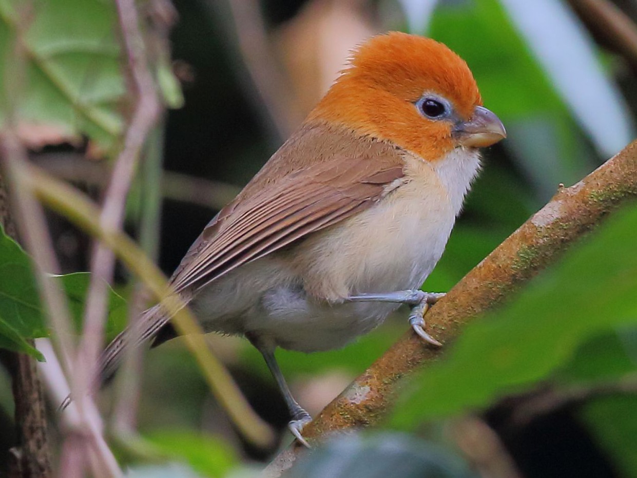 White-breasted Parrotbill - eBird