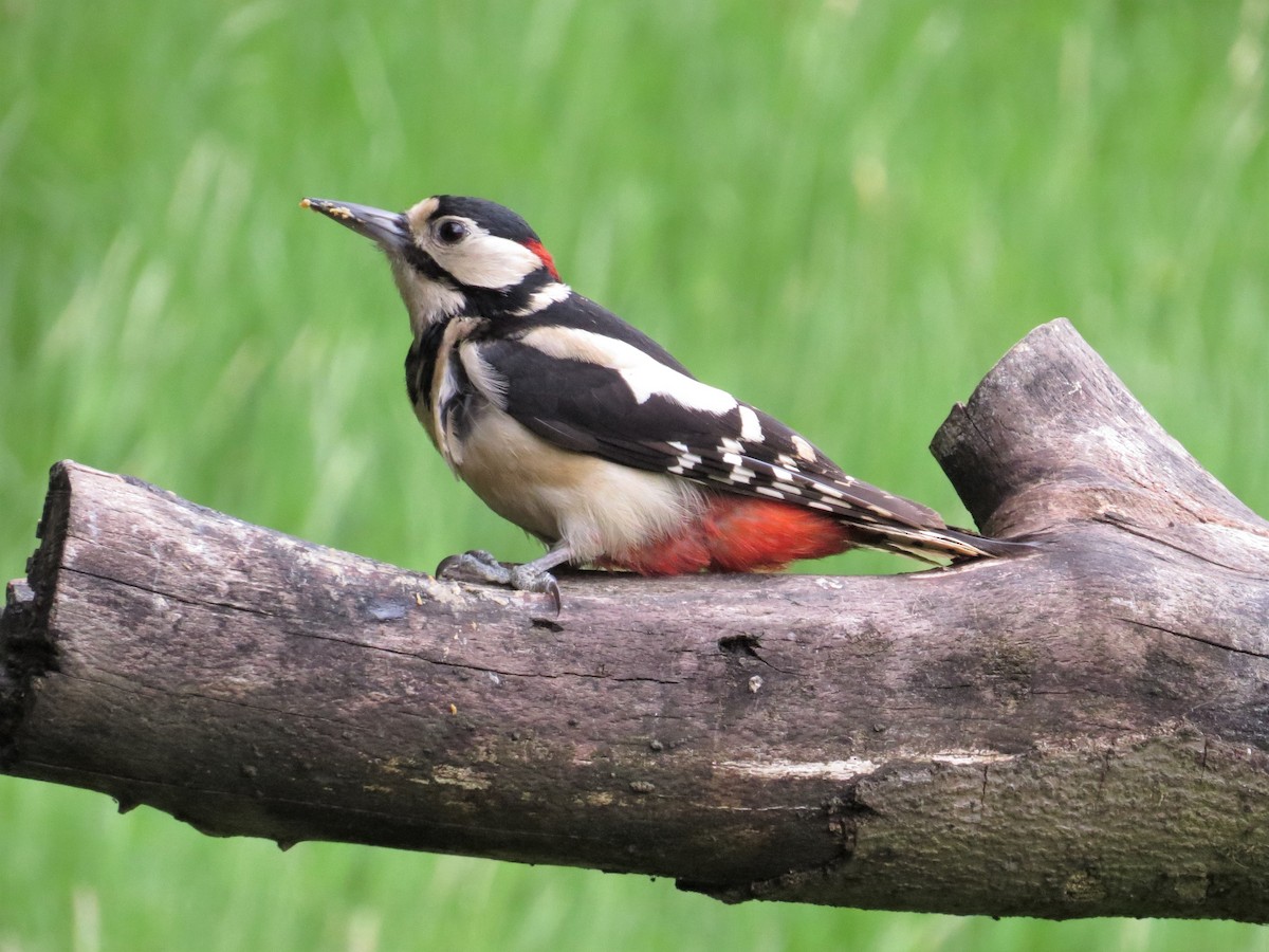 eBird Checklist - 22 Jun 2021 - Enochdhu, Angus, Scotland, GB (56.751 ...