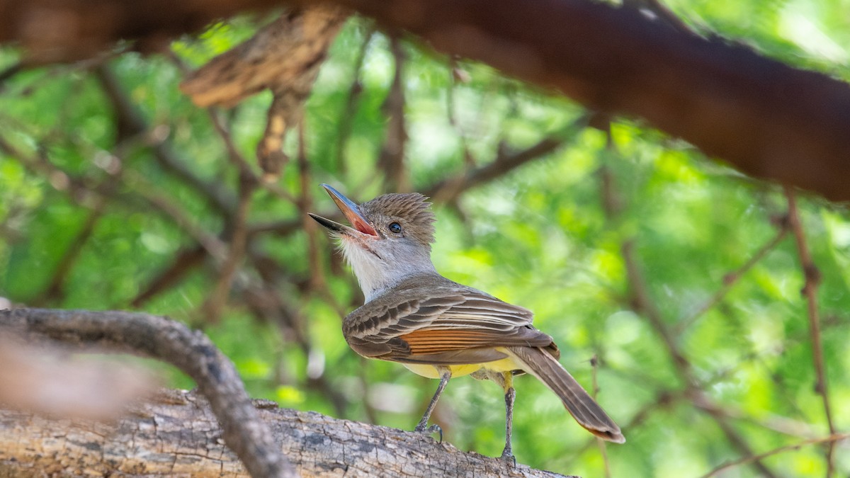 Dusky-capped Flycatcher (olivascens) - eBird