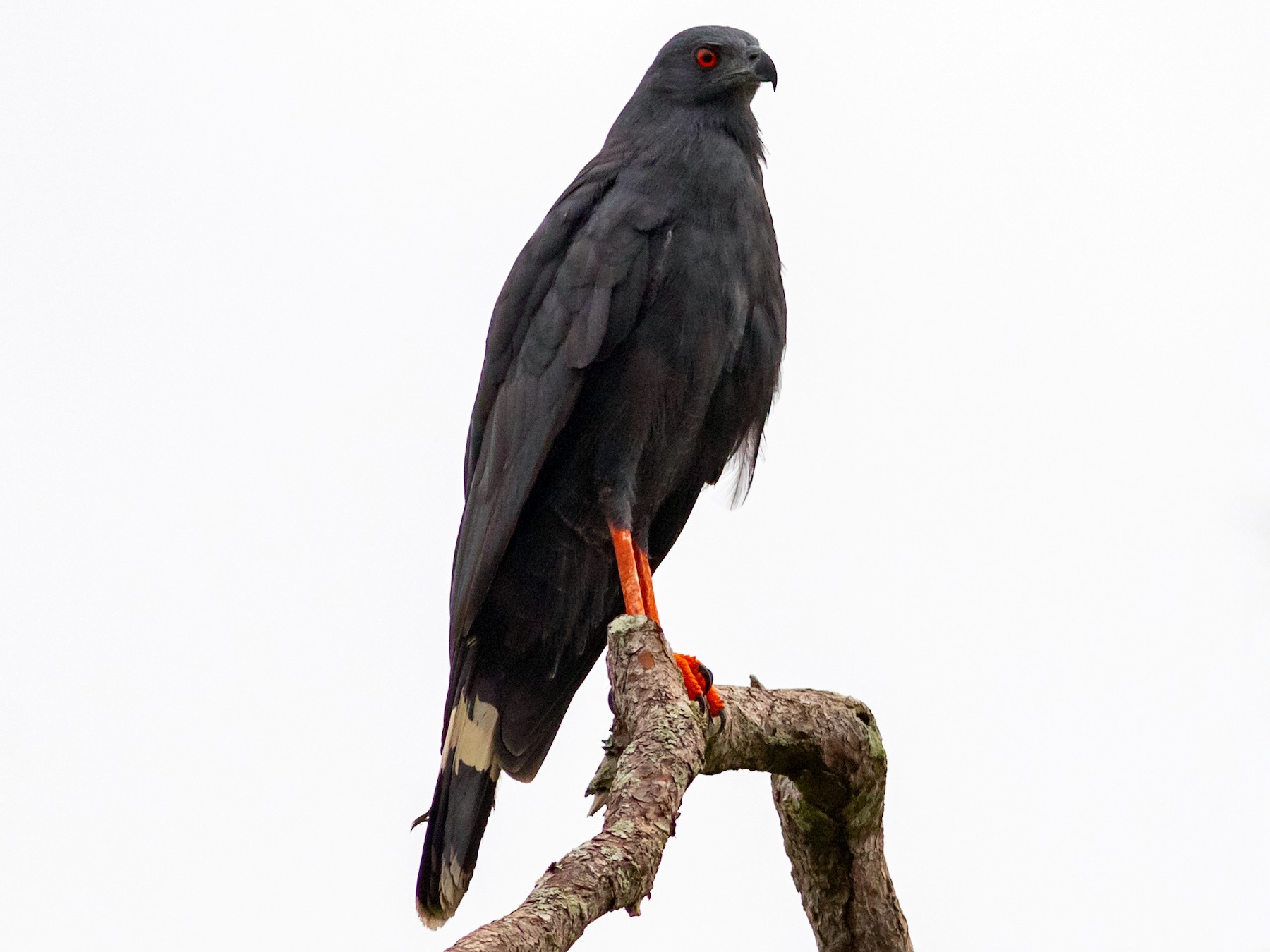 Crane Hawk - eBird