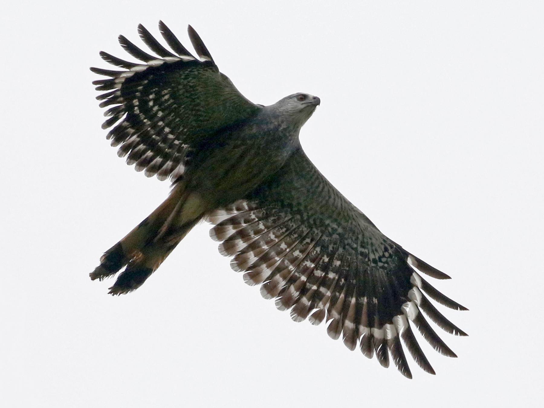 Crane Hawk - eBird