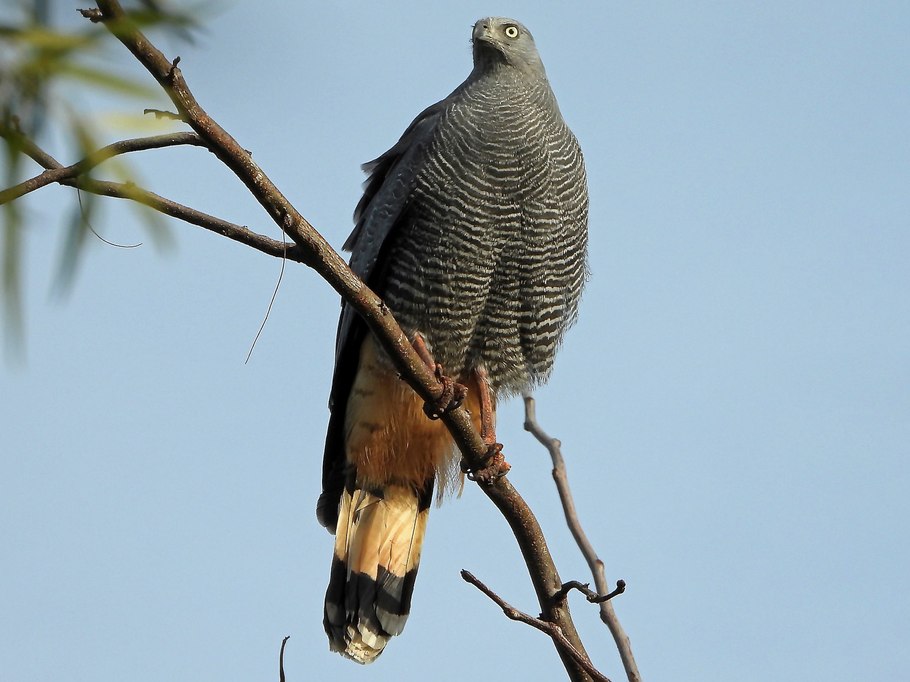 Crane Hawk - eBird