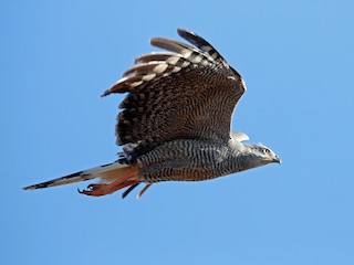 Crane Hawk - eBird