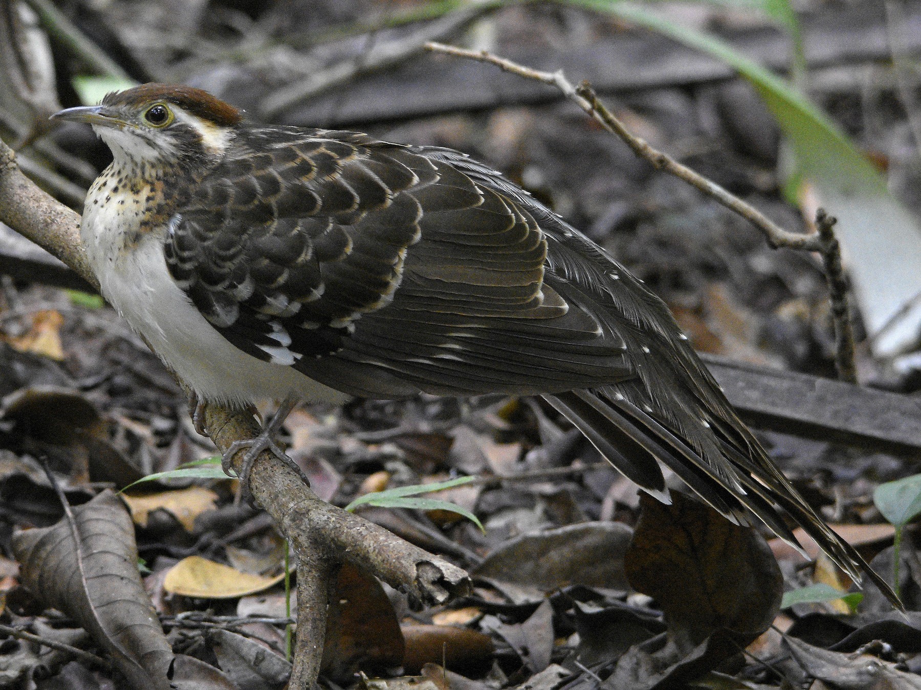 Pheasant Cuckoo - eBird