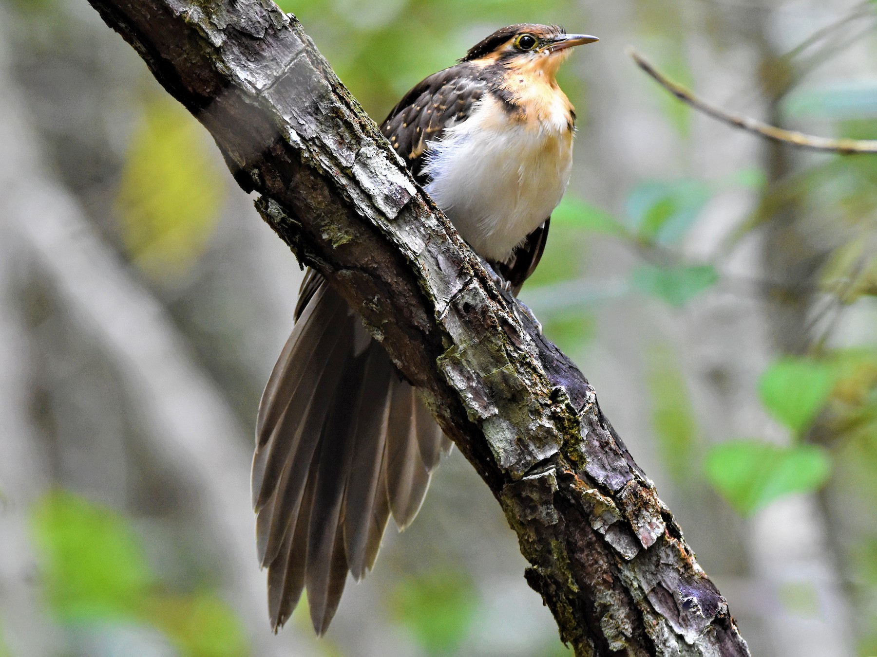 Pheasant Cuckoo - eBird