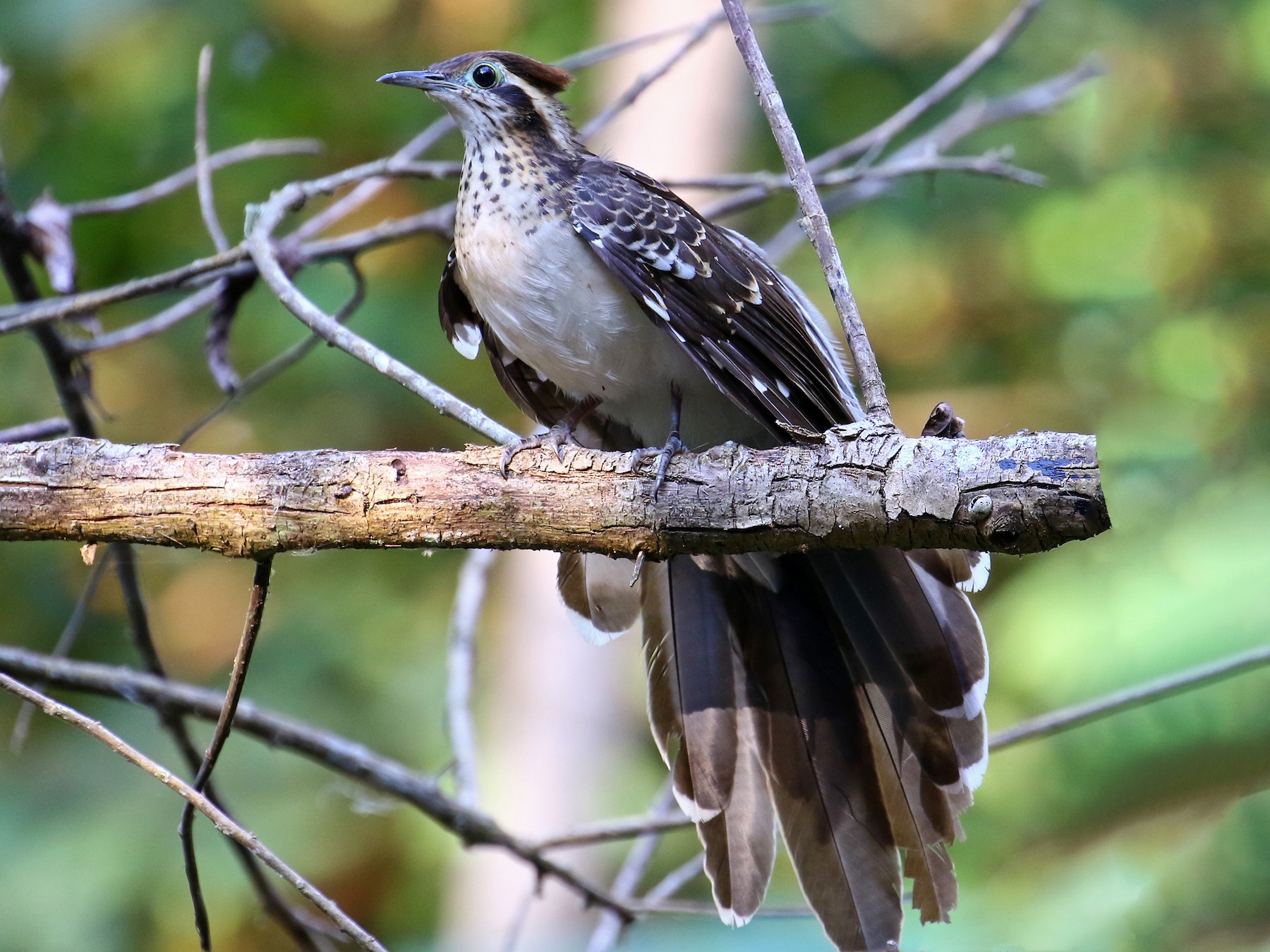 Pheasant Cuckoo - eBird
