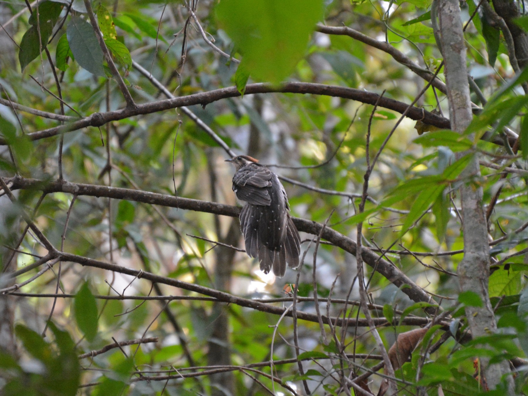 Pheasant Cuckoo - eBird