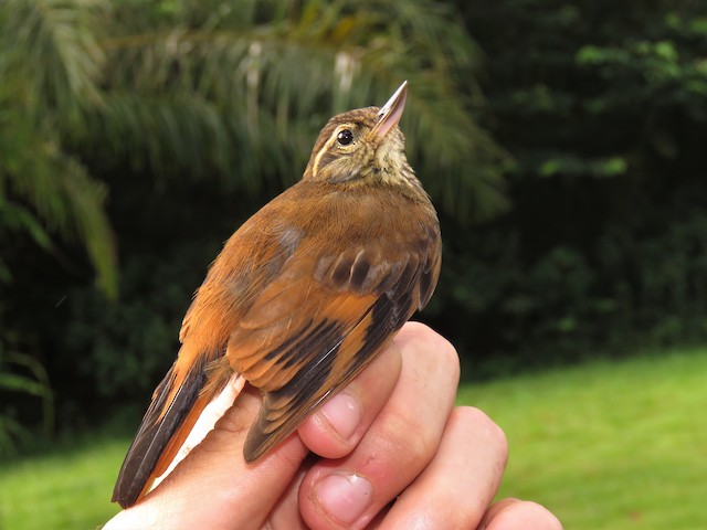 Xenops Facts Black Bushbird Facts For Kids