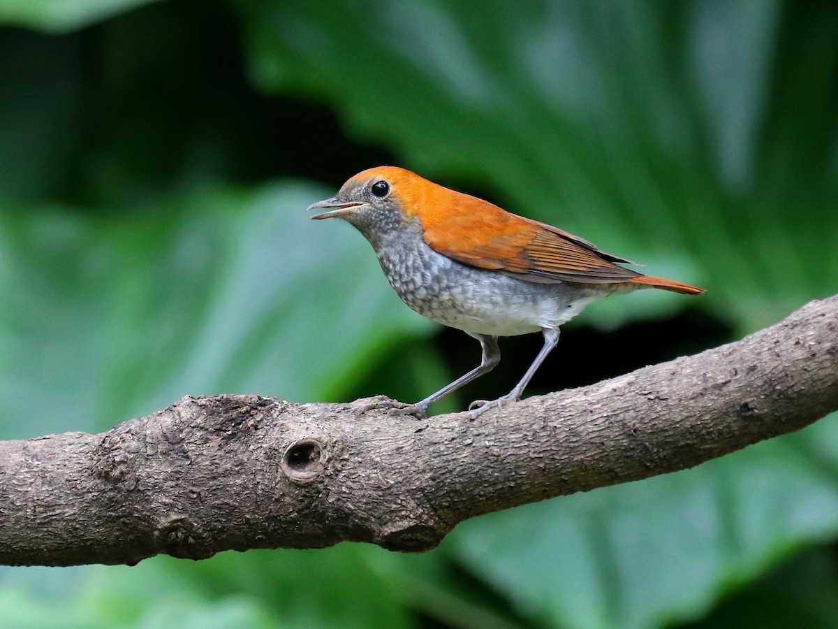 Ryukyu Robin - Larvivora komadori - Birds of the World