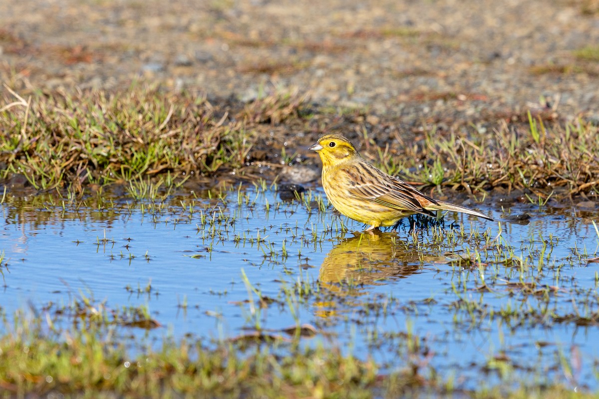 ML360447781 Yellowhammer Macaulay Library