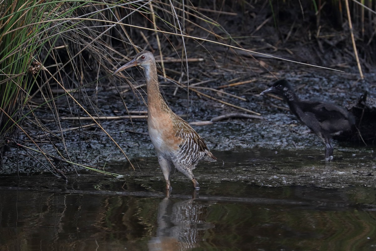 King/Clapper Rail - eBird