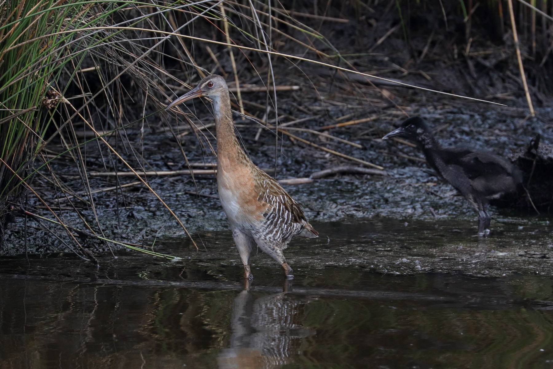 King/Clapper Rail - eBird