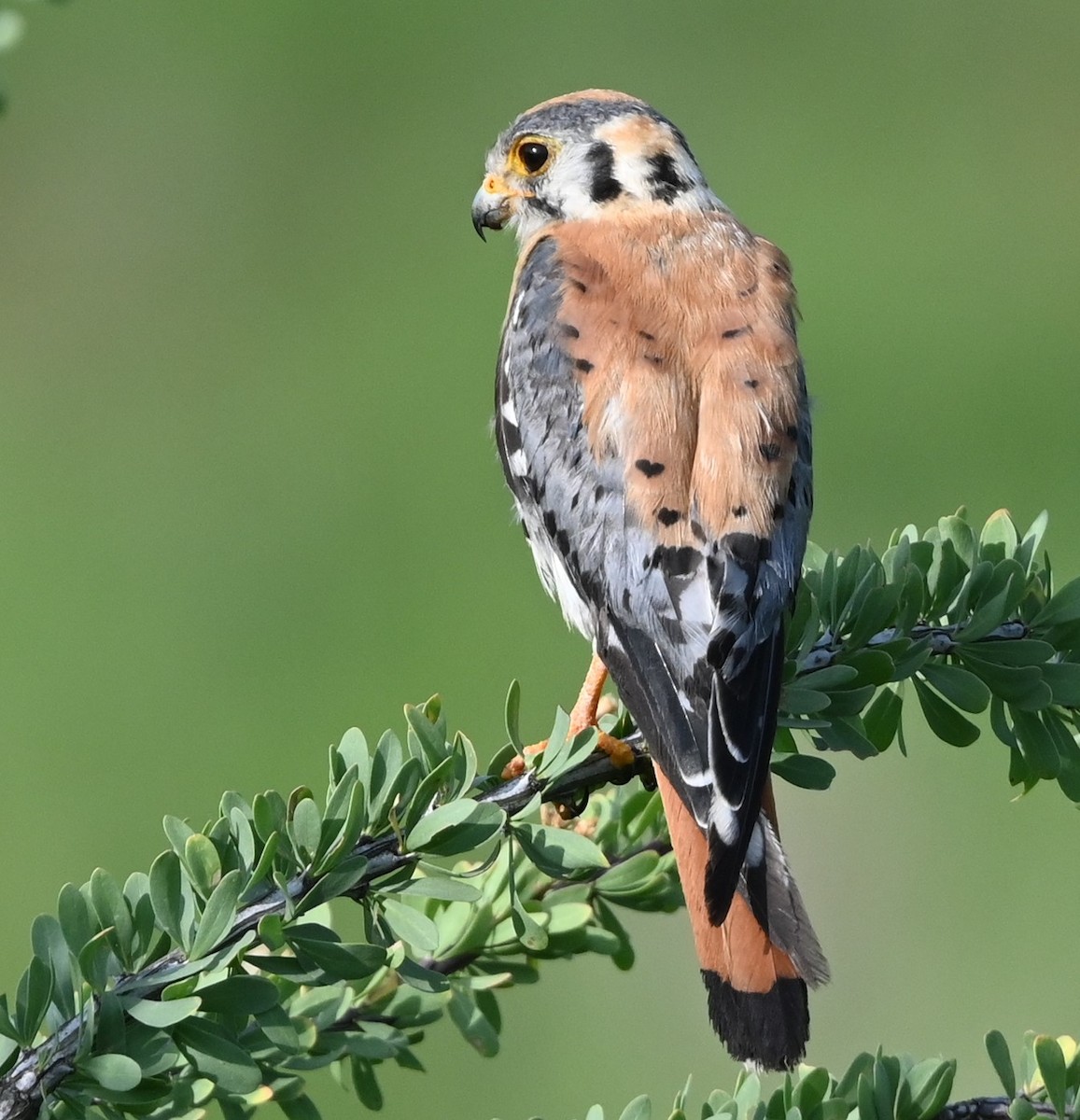 eBird Checklist - 6 Aug 2021 - Birdsong AirBNB - 13 species