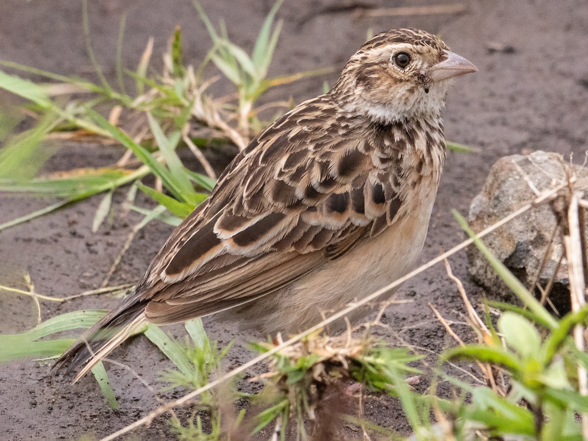 Melodious Lark - Mirafra cheniana - Birds of the World