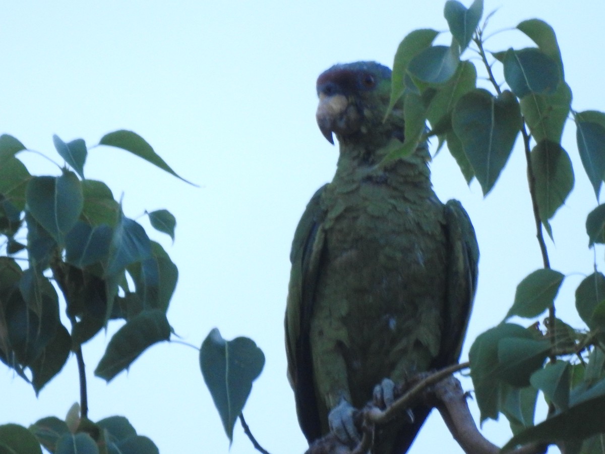 eBird Checklist - 11 Aug 2021 - Parrot roost--E. Washington Blvd and ...