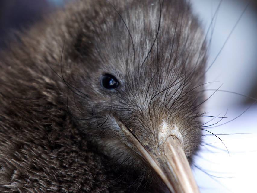 Kiwi d'Okarito - eBird