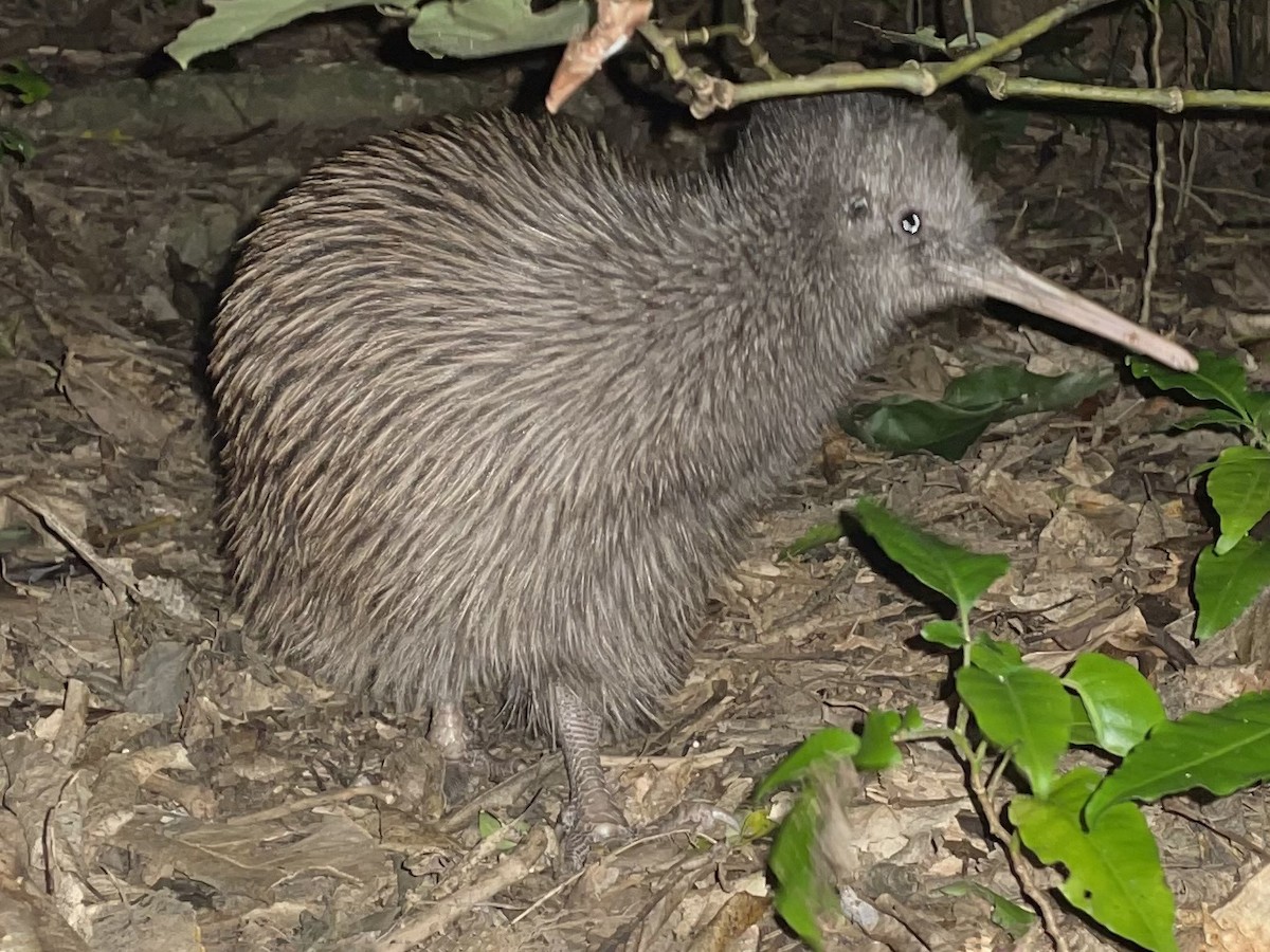 Okarito Brown Kiwi - Apteryx rowi - Birds of the World