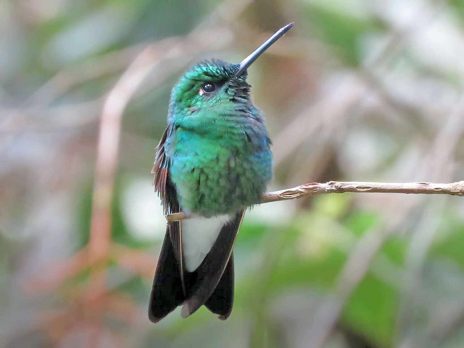 Rufous-webbed Brilliant - eBird