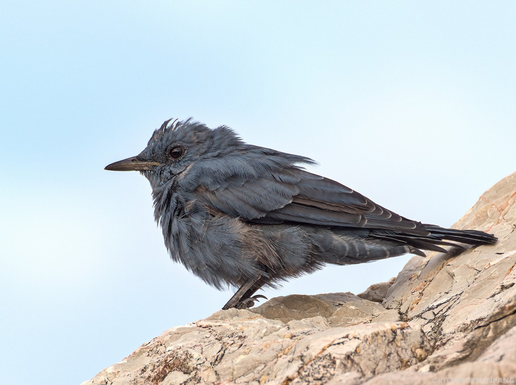 Blue Rock-Thrush (madoci) - eBird