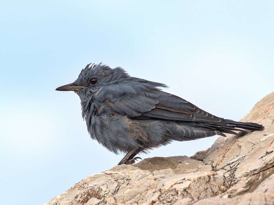 นกกระเบื้องผา (มลายู) - eBird