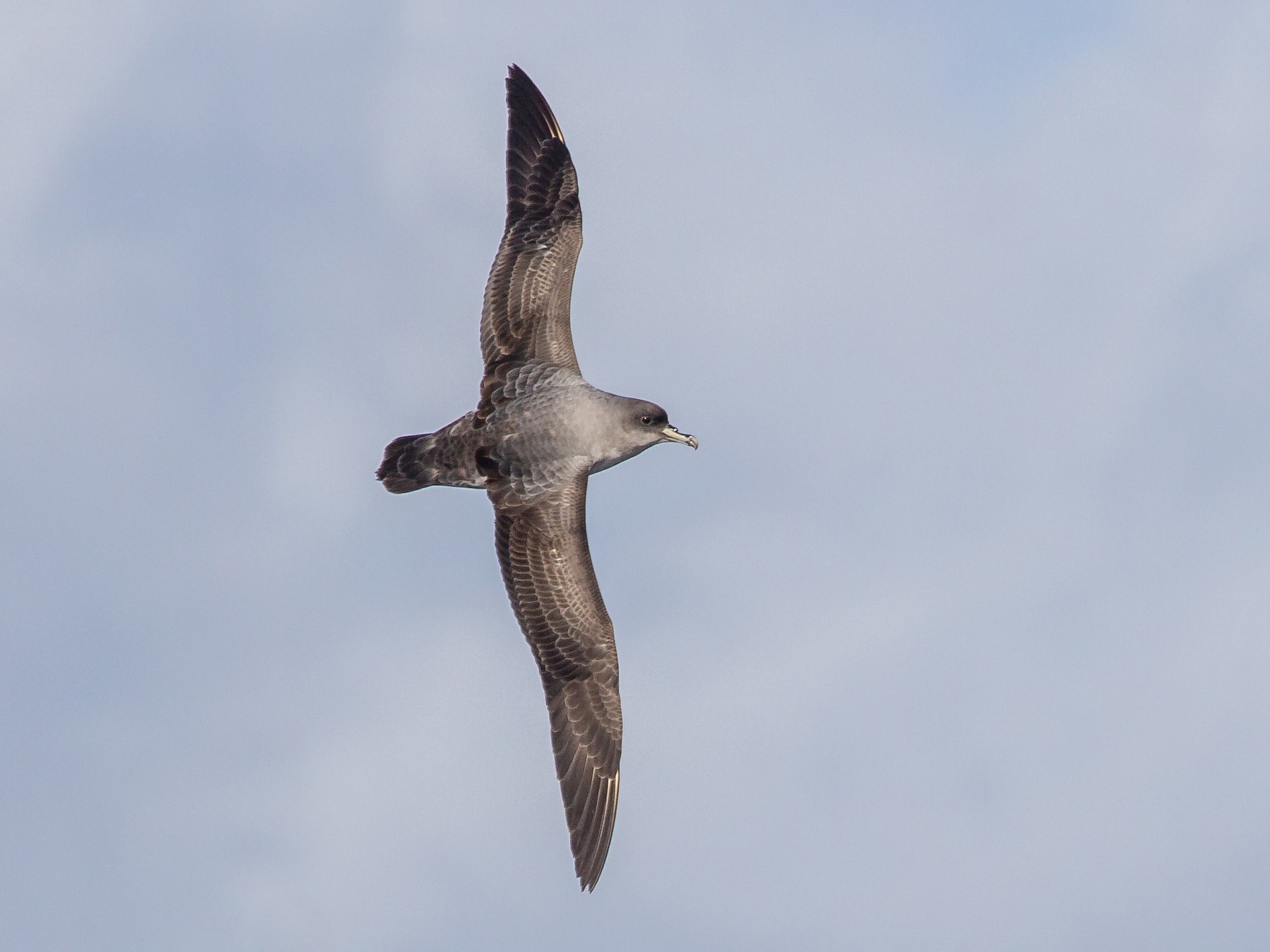 Petrel gris - eBird