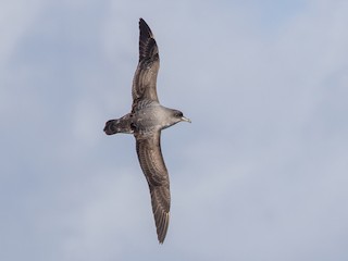 Gray Petrel - eBird