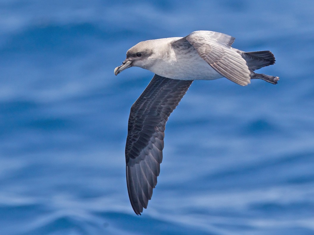 Grey Petrel - eBird