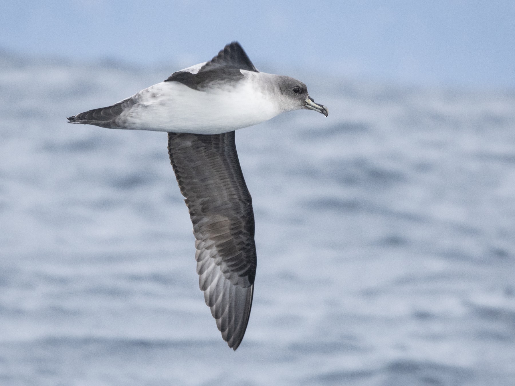 Gray Petrel - eBird