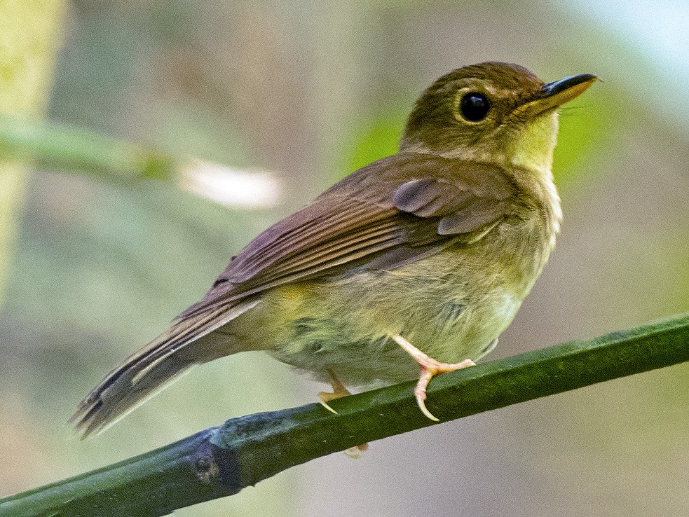 Nicobar Jungle Flycatcher - Cyornis nicobaricus - Birds of the World